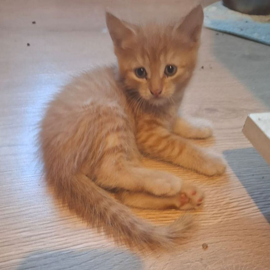 Рыжий котенок в добрые руки
