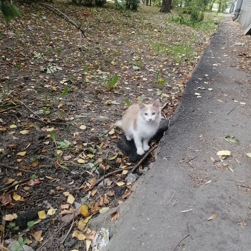 Котята в добрые руки бесплатно