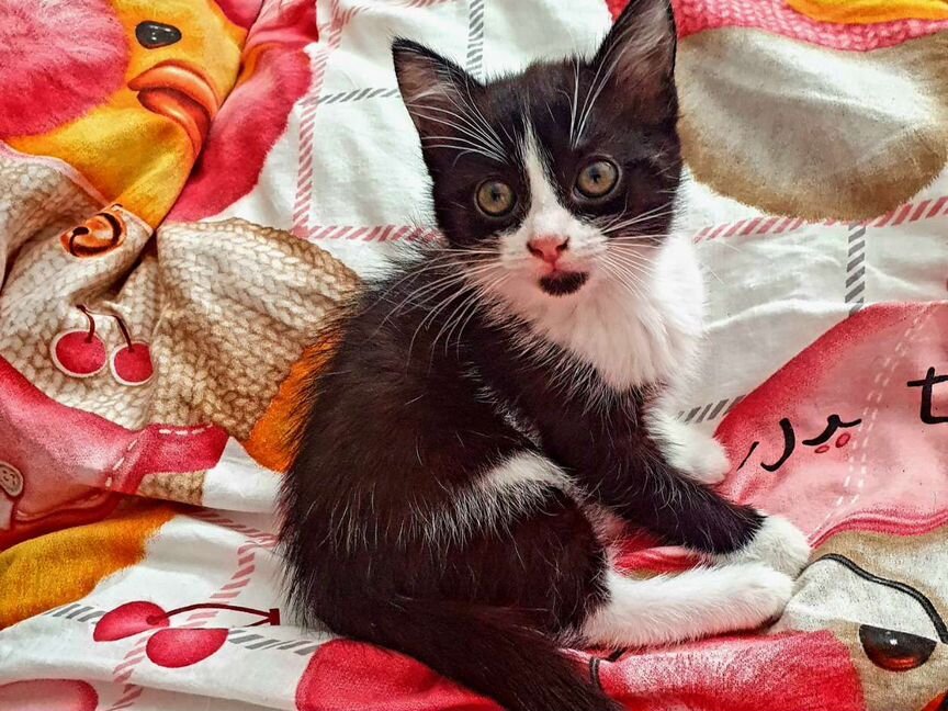 Отдам пушистиков в добрые руки