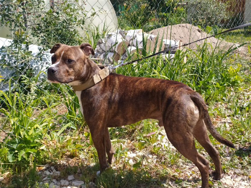 Стаффордширский терьер бесплатно