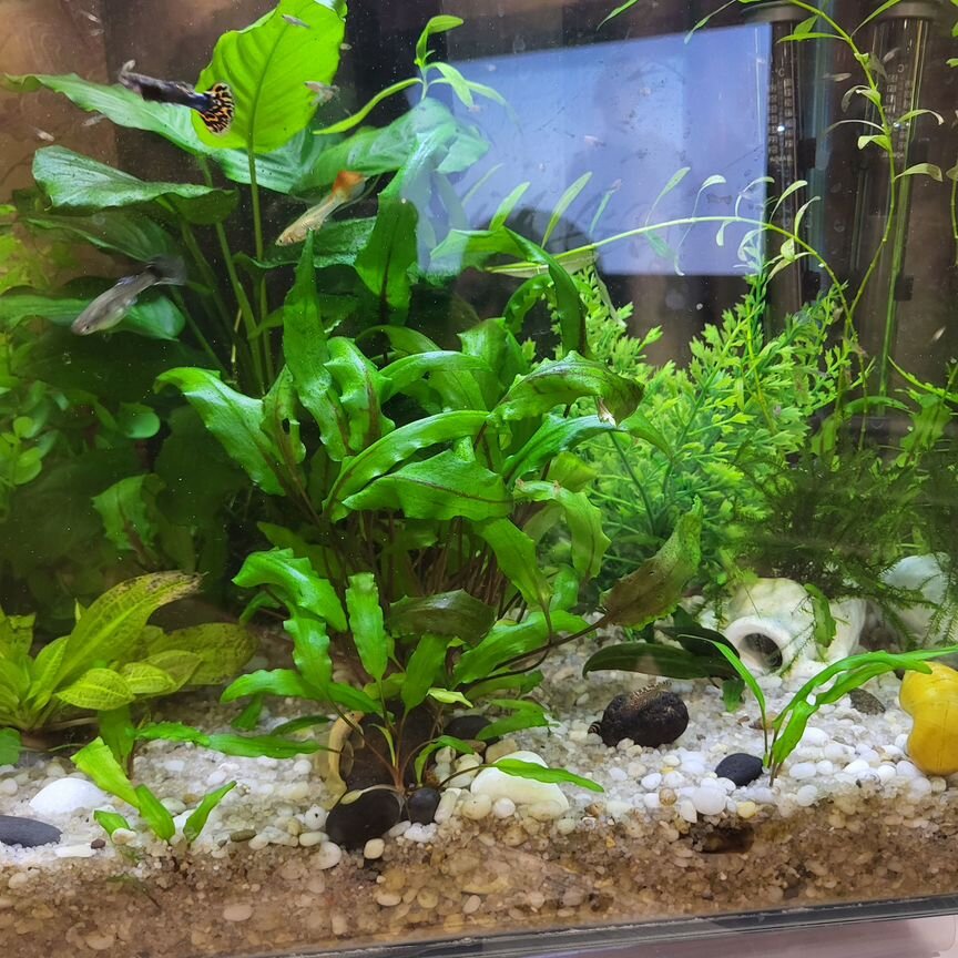 Растения для аквариума