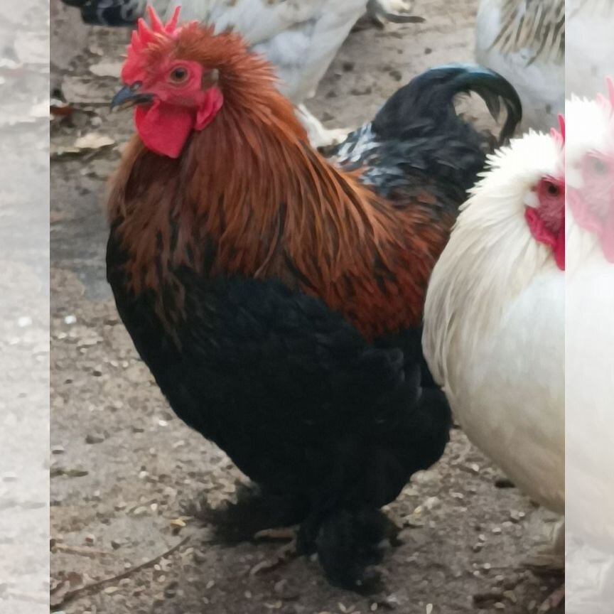 Карликовые петушки бентамки