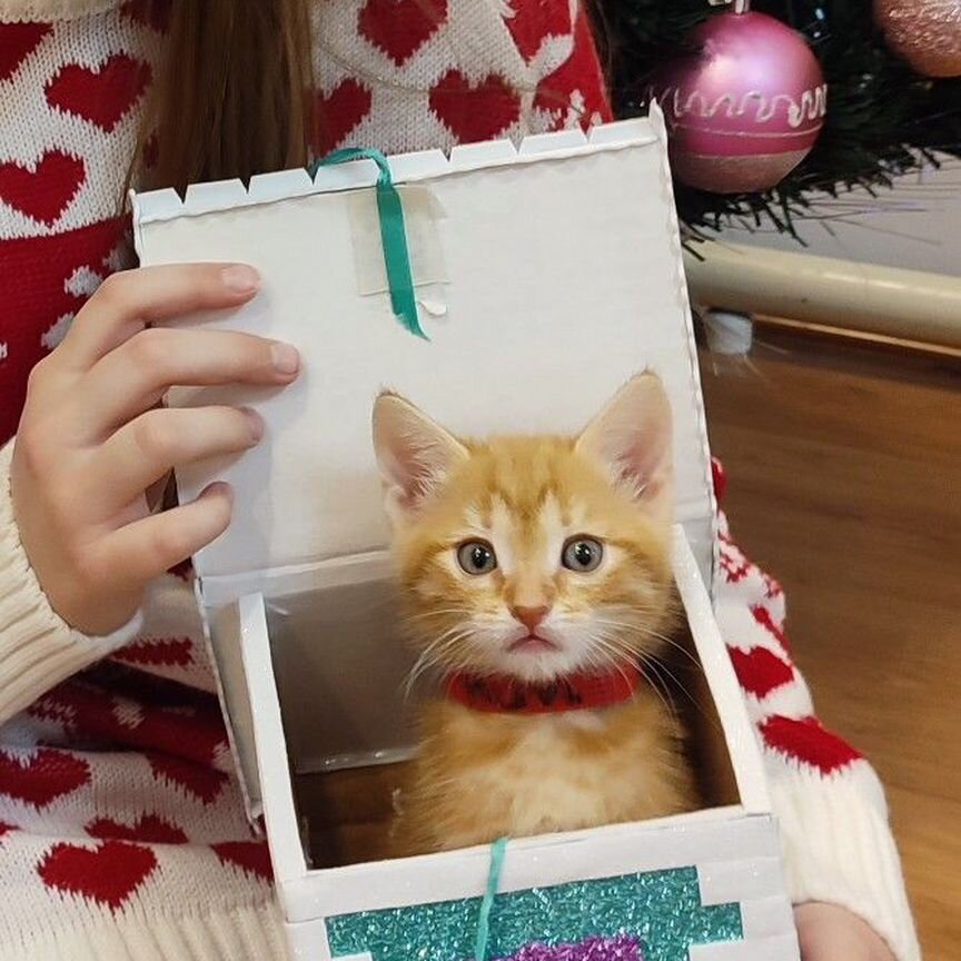 Рыжий котенок тигрёнок
