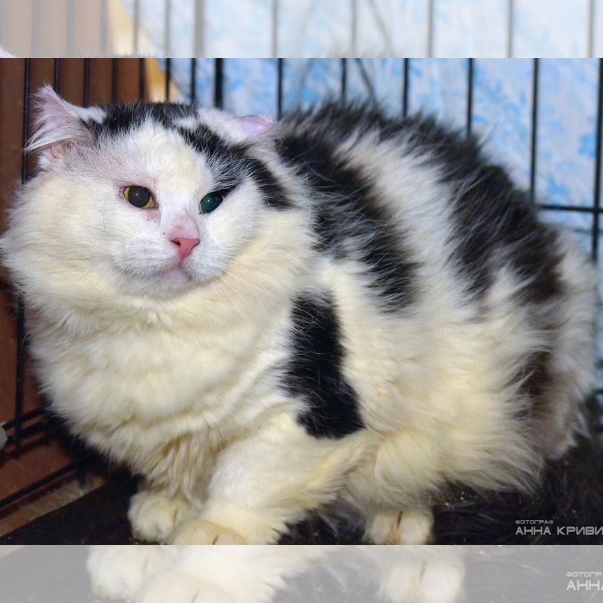 Ласковый котик