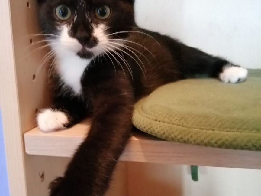 Кот, жизнь не та-без кота