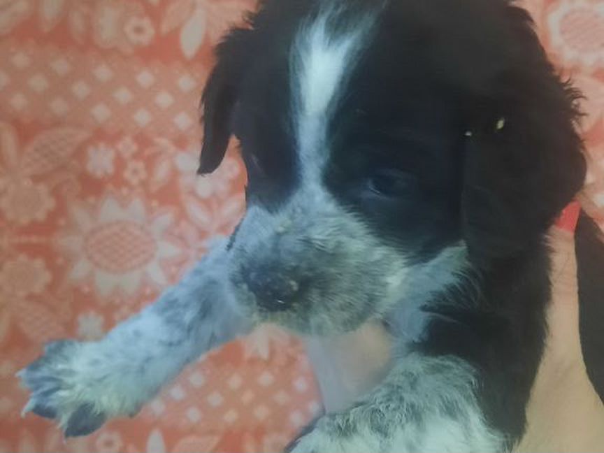 Спаниель не чисто кровный