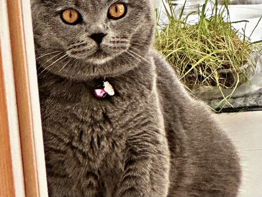 Шотландская