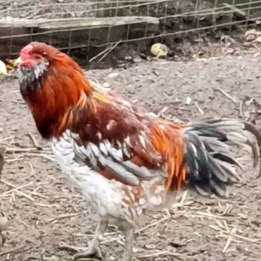 Петух амераукан,продажа или обмен