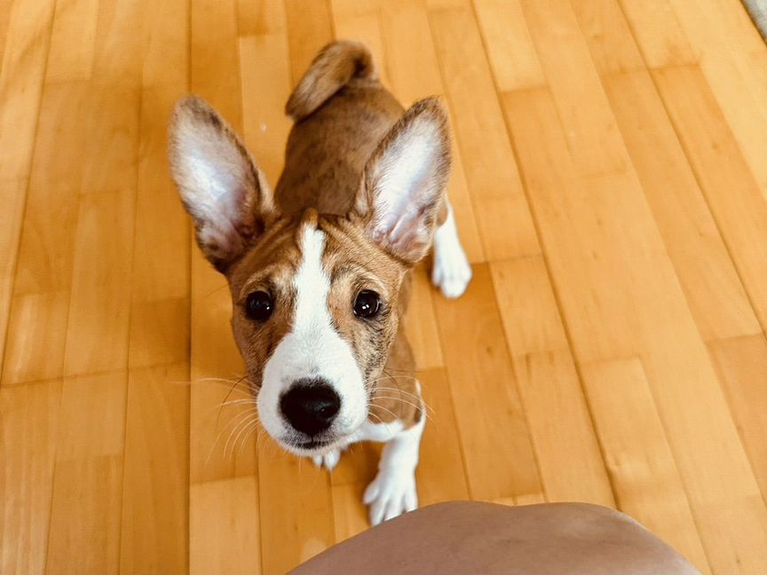 Щенки бассенджи