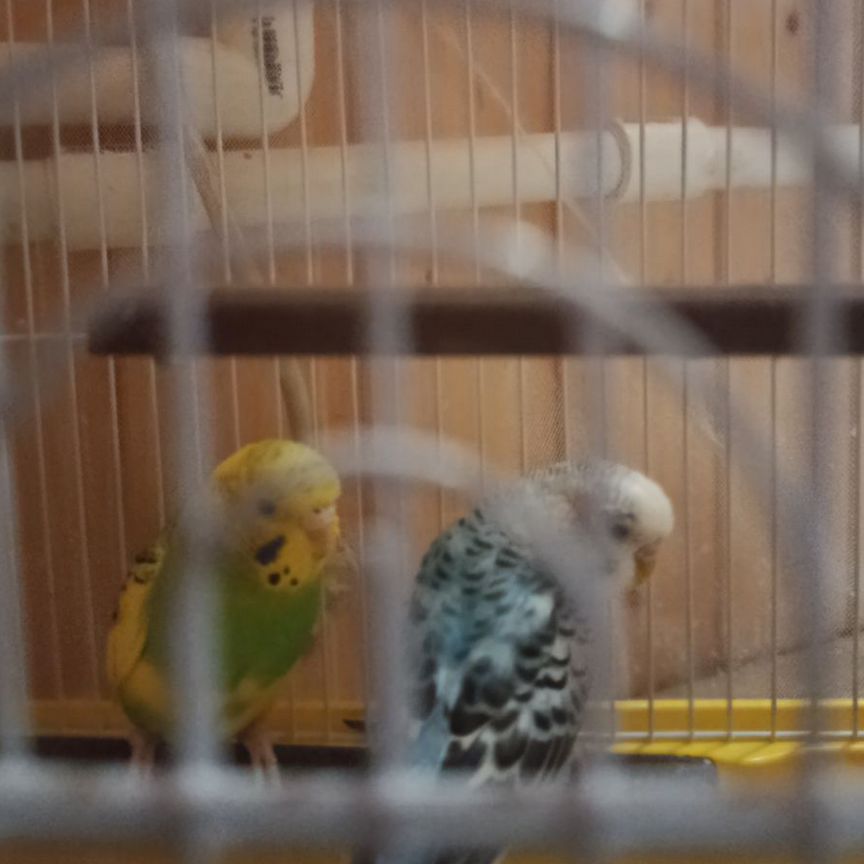 Волнистые попугаи