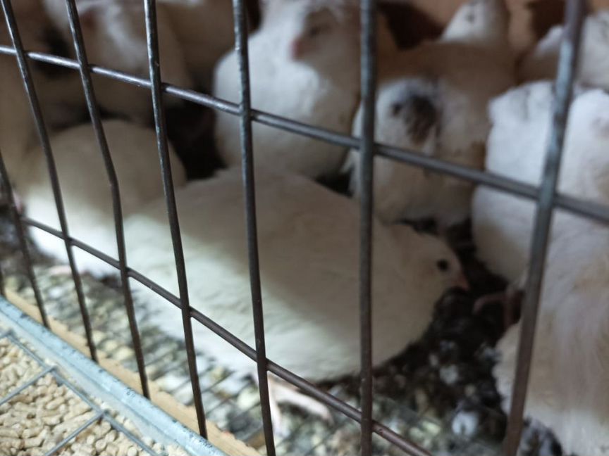 Перепела петушки