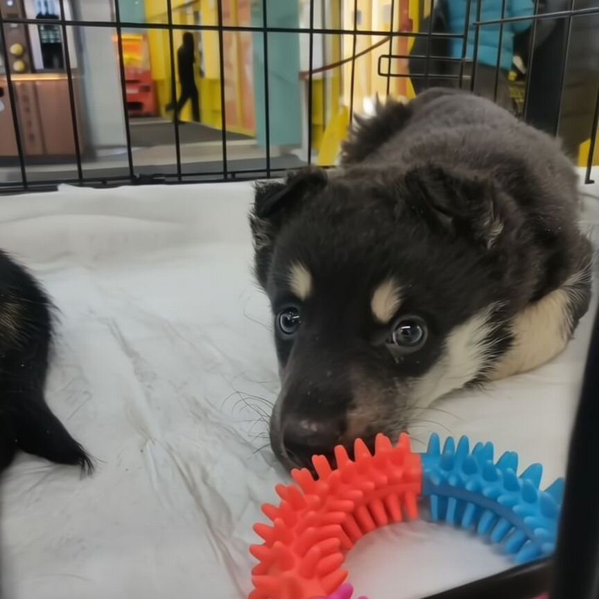 Щенок в добрые руки