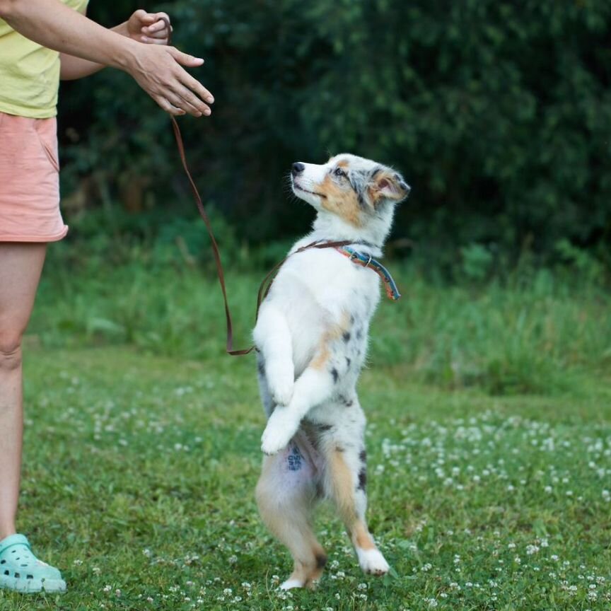 Австралийская овчарка