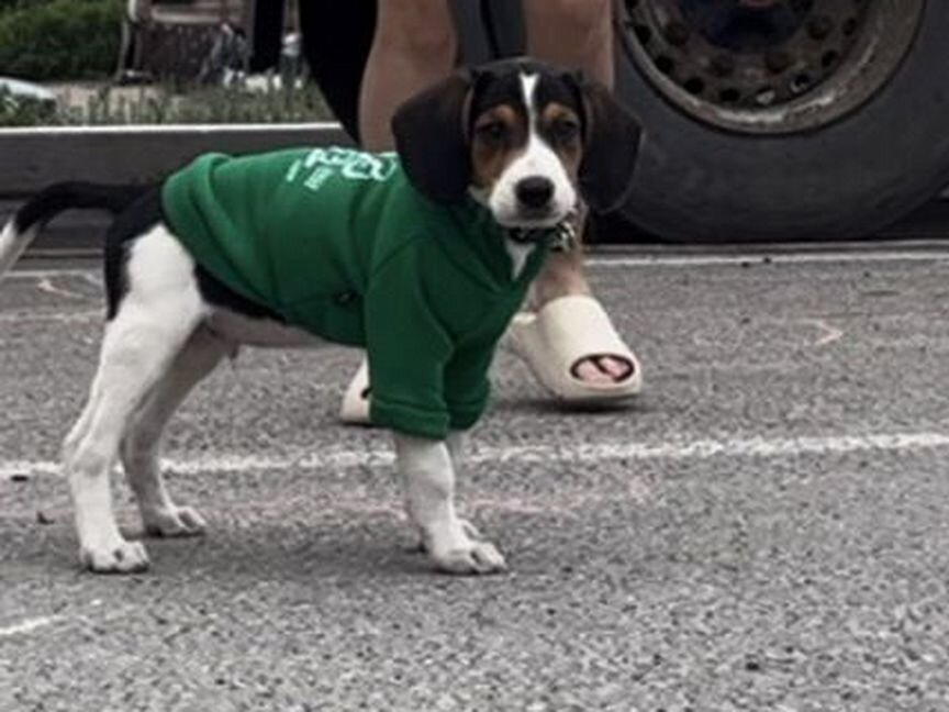 Бигль щенок