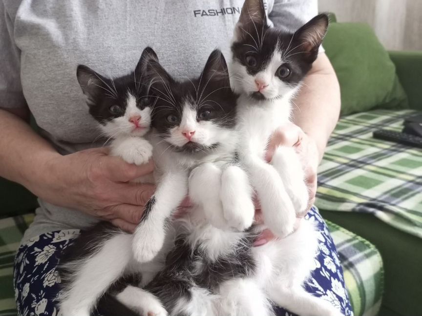 Котята в добрые руки
