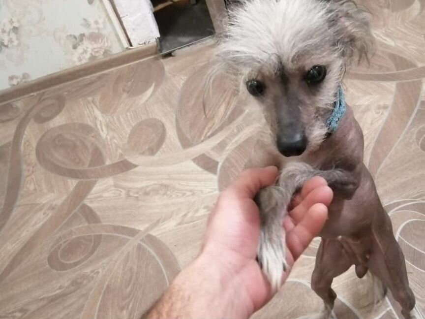 Отдам в очень хорошие руки