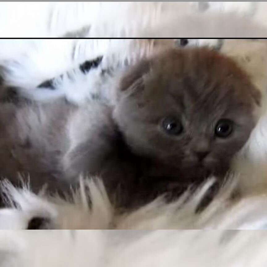 Шотландский вислоухий короткошёрстный котёнок