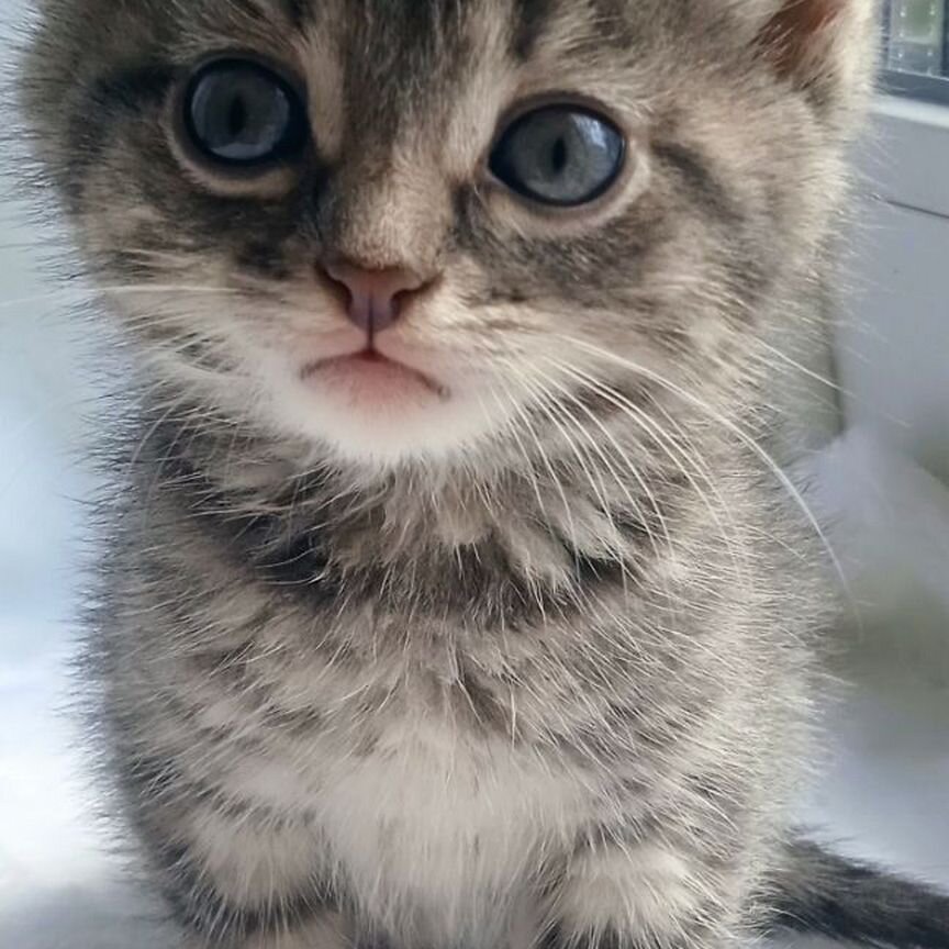 Чудесный котёнок в поисках дома