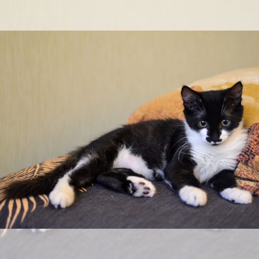 Маркизный мальчик необычного окраса