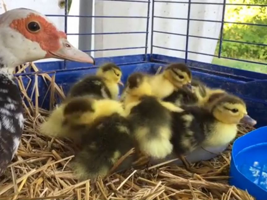 Индоутята можно с мамой