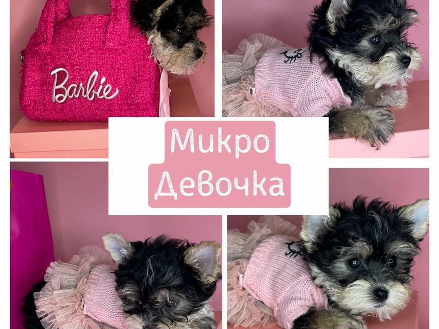 Йоркширский терьер микро щенки