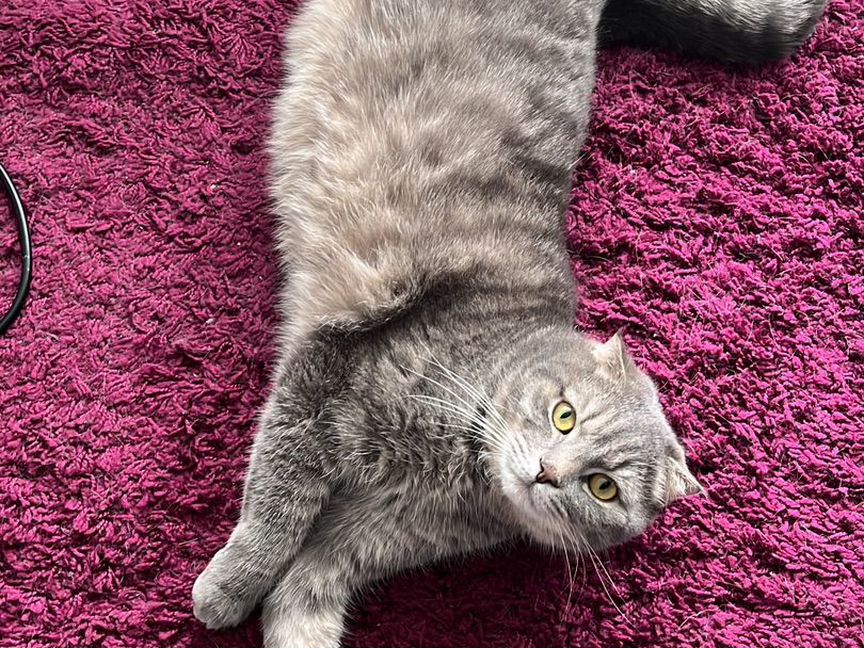 Кот Стич в хорошие руки