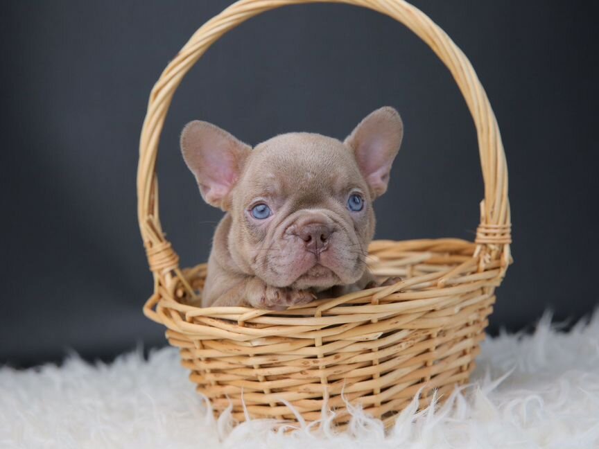 Сладкий Мальчик изабелловый окрас