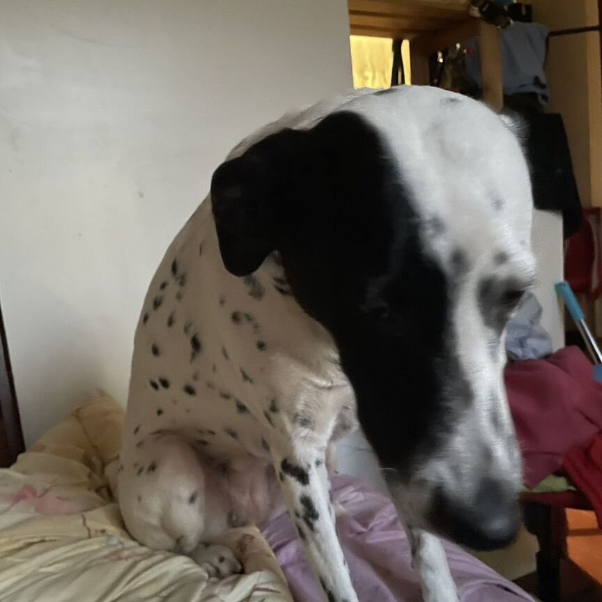 Далматинец бесплатно