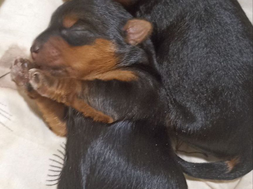 Йоркширский терьер щенки девочки