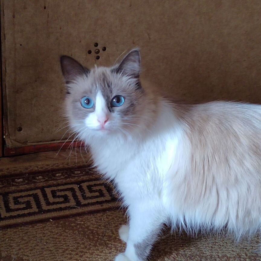 Котята в добрые руки 3 голубоглазых мальчика