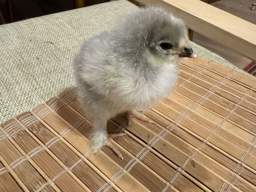 Цыплята брама лаванда