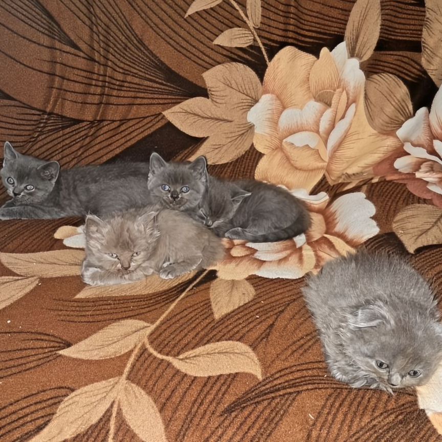 Шотландский вислоухий короткошёрстный котёнок