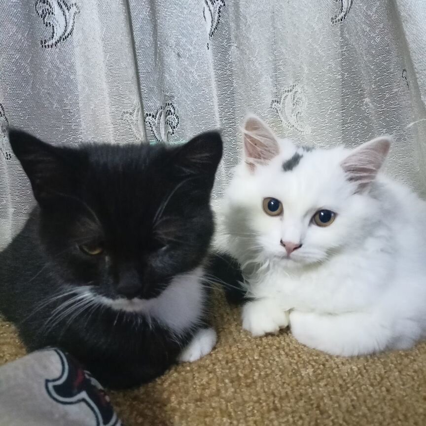 Отдам котят в хорошие руки