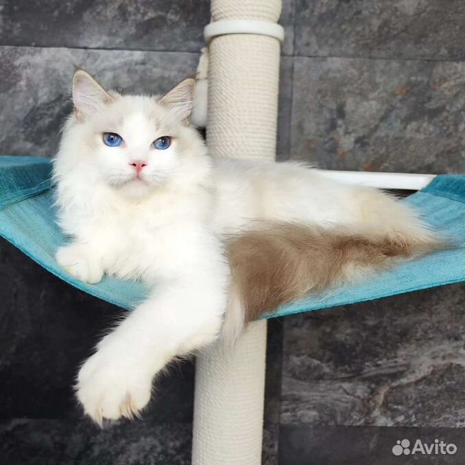 Герда, девочка рэгдолл с родословной