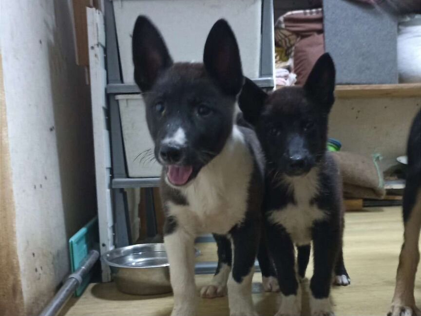 Милые мальчишки