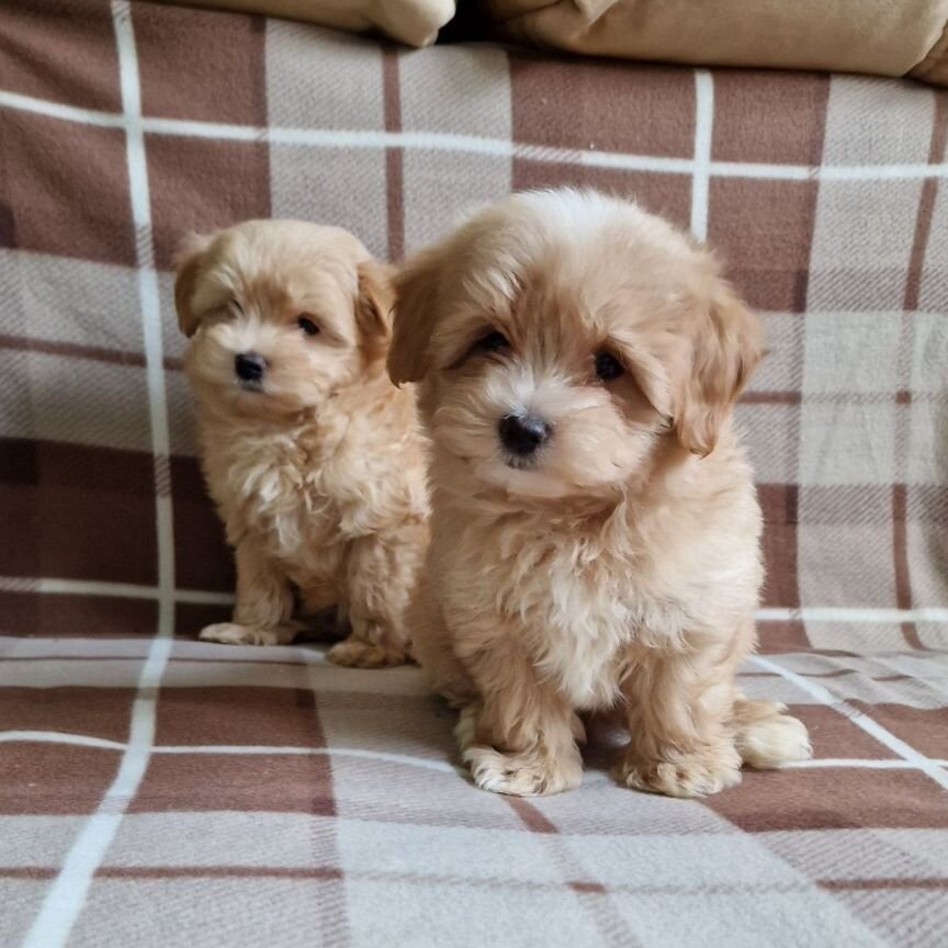 Мальтипу f1 мега крутые детки