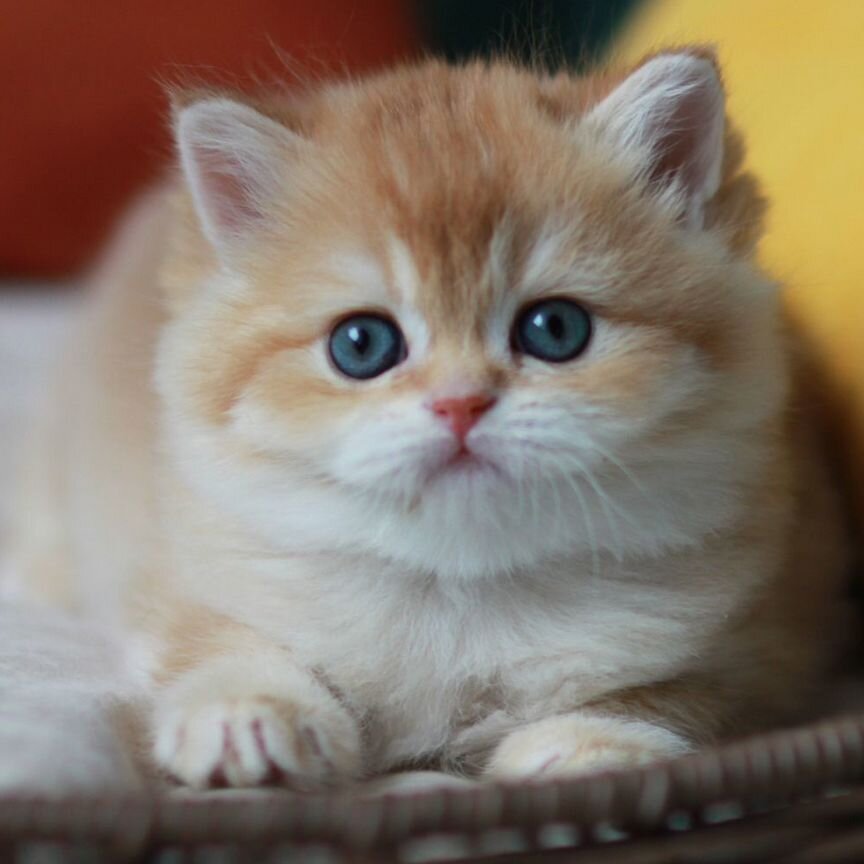 Шотландский прямоухий короткошёрстный котёнок