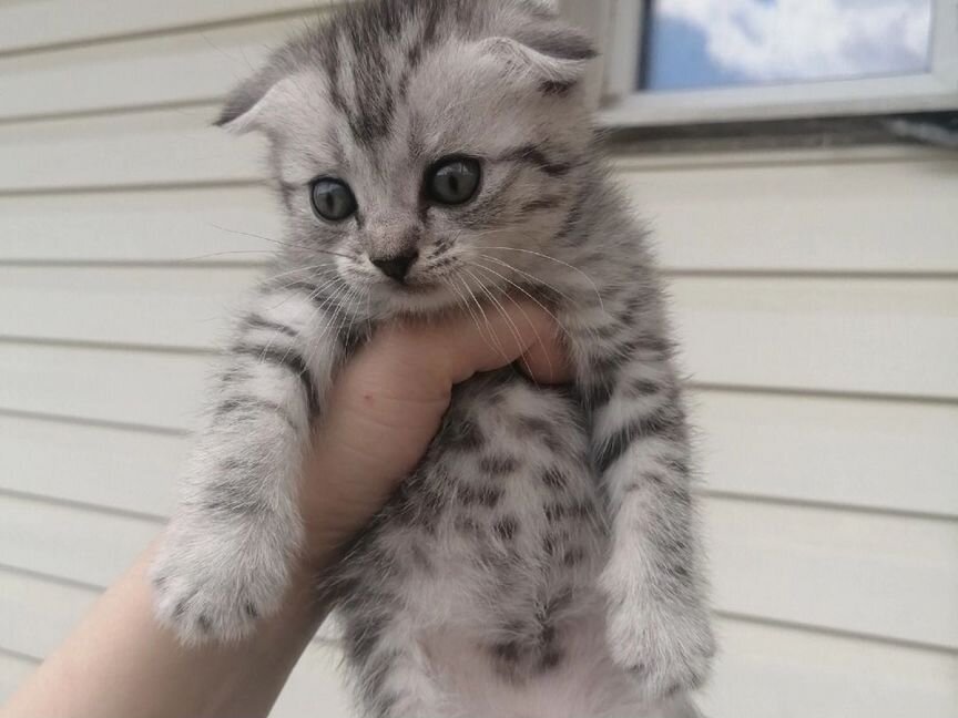 Шотландская