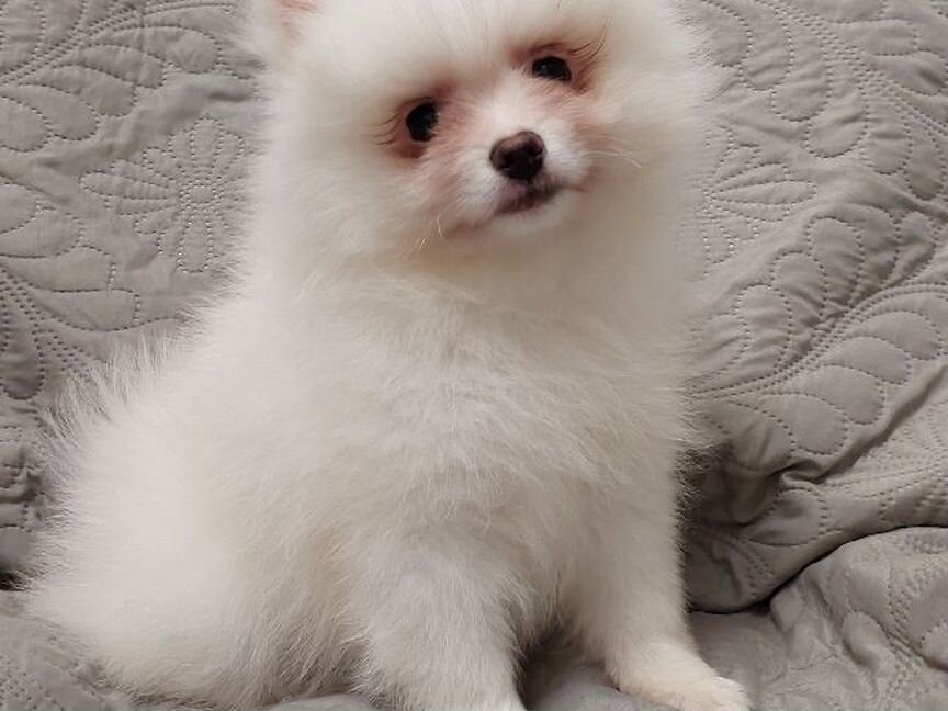 Немецкий шпиц