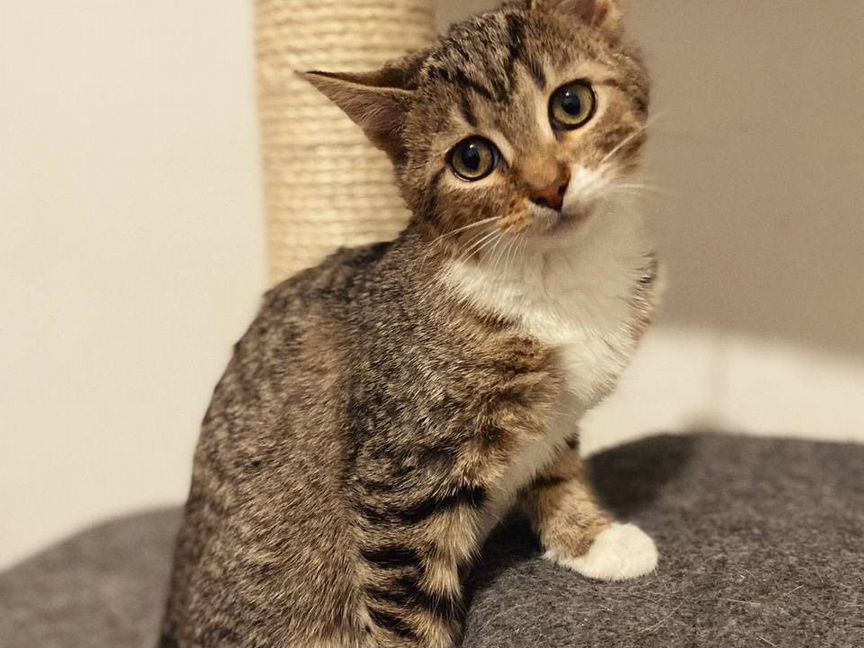 Котенок Оливер