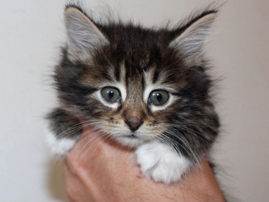 Котята мальчик и девочка 1 мес