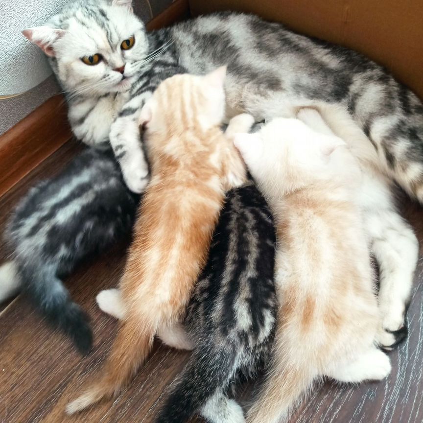 Шотландский вислоухий короткошёрстный котёнок