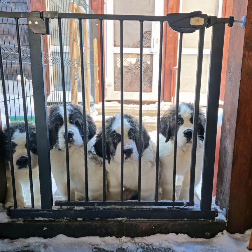 Сенбернар, щенок