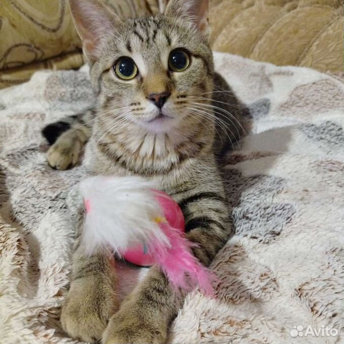 Девчушка ищет дом