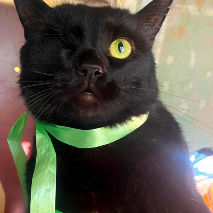 Особенный котик Уголек