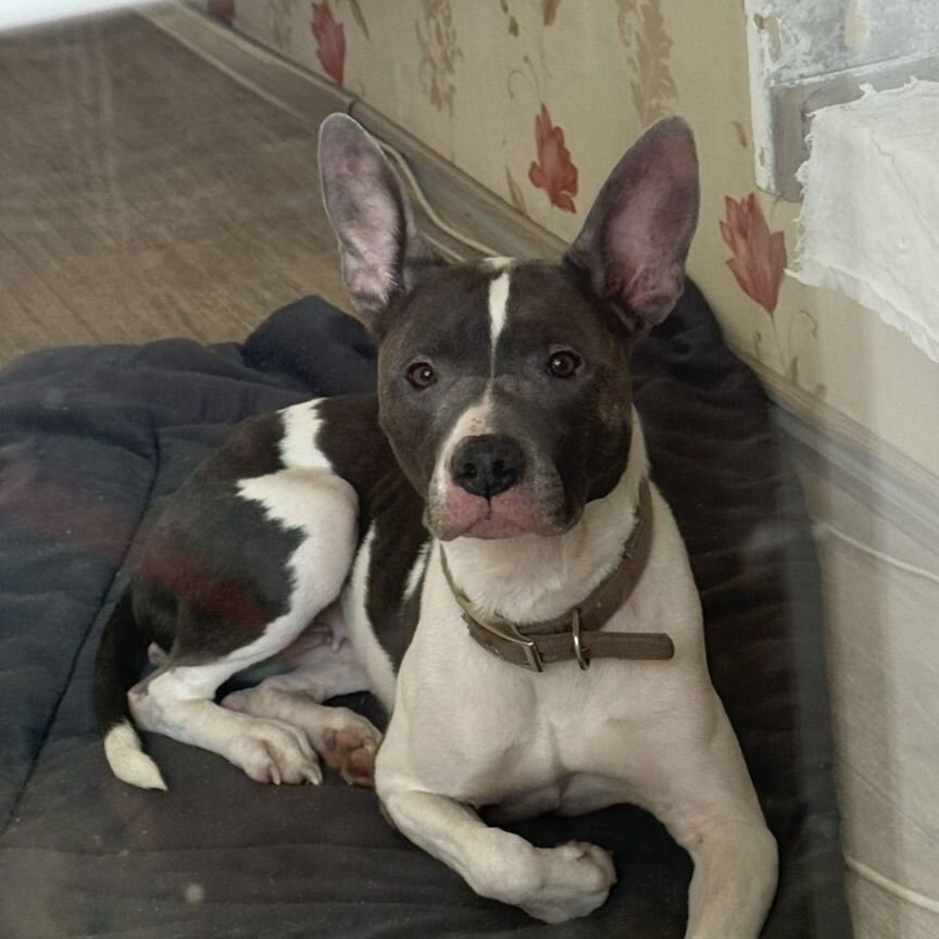 Отдам Стаффа бесплатно