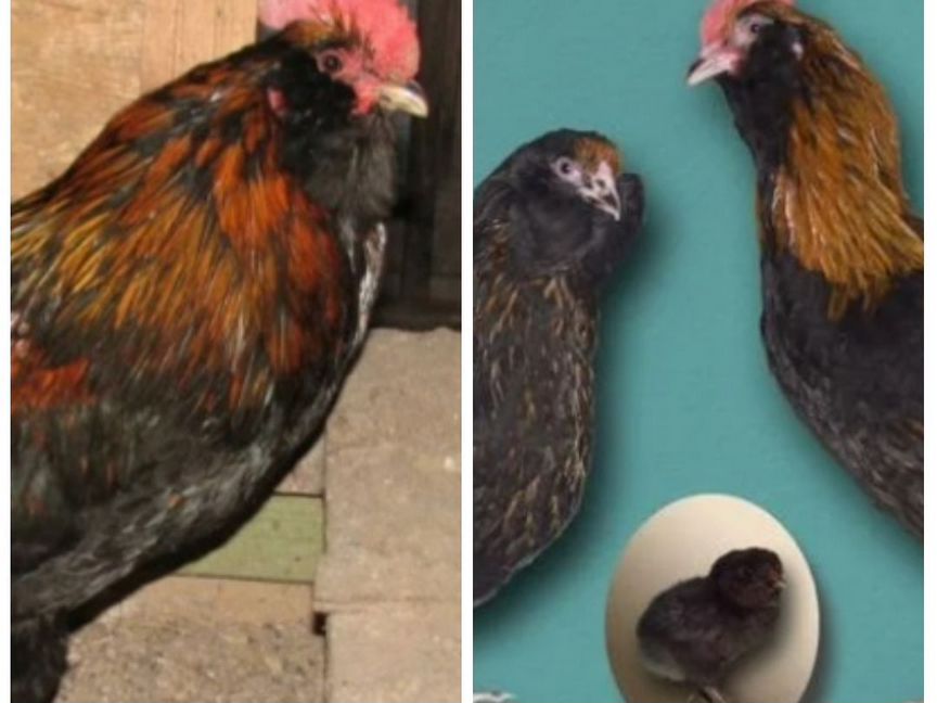 Молодые петухи