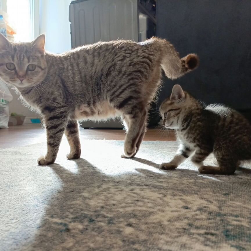 Котята отдам бесплатно