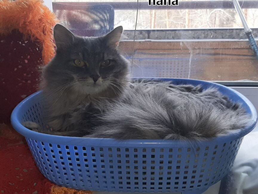 Сибирские котята