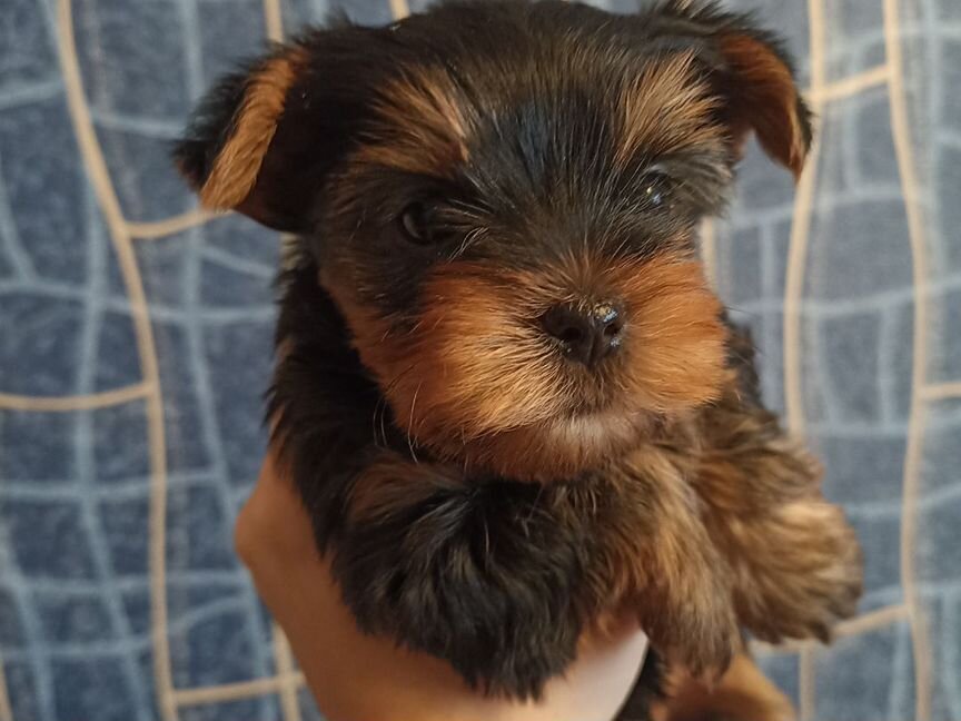 Йоркширский терьер щенки